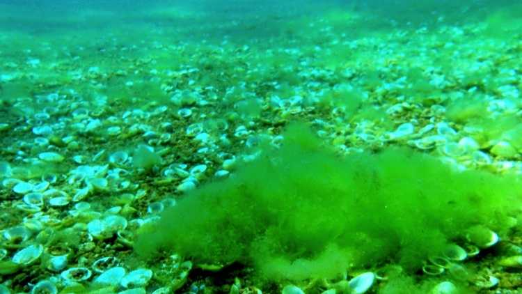 Photos: Scientists plan to cover up clam infestation at Lake Tahoe