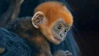 Zoo's lucky monkey named 'Romo' in honor of Giants closer