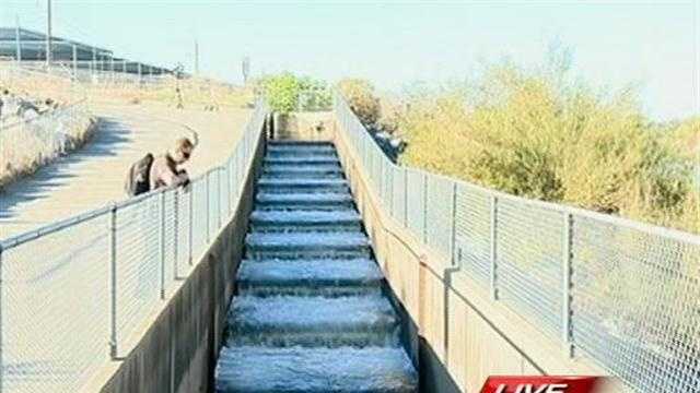 Spawning salmon climb new Calif. fish ladder