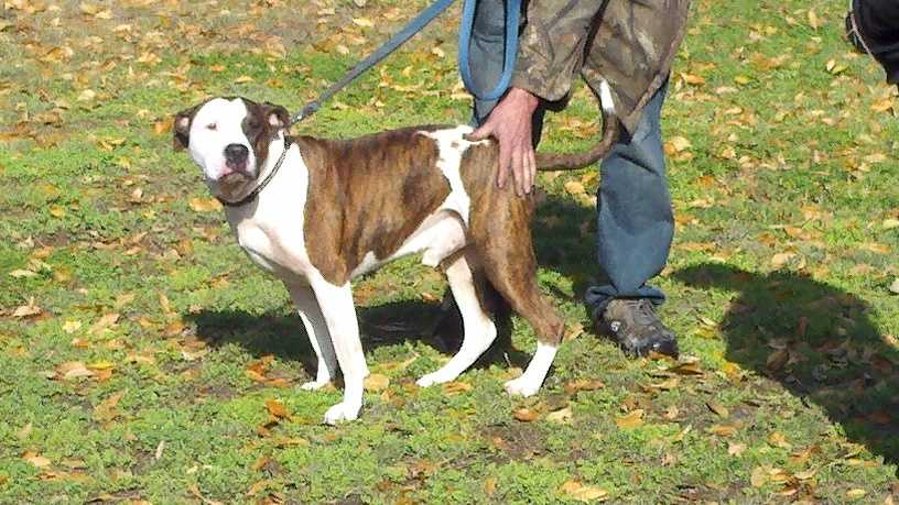 Photos: Modesto family credits dog for alerting them of house fire
