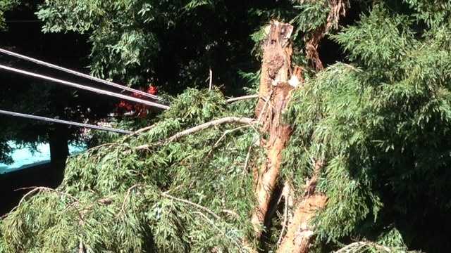 Timber! High winds knock down tree limbs, power lines