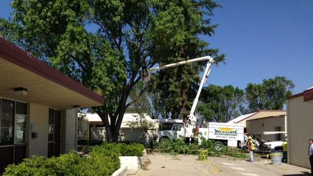 70-foot-tall pine tree falls on Patterson student