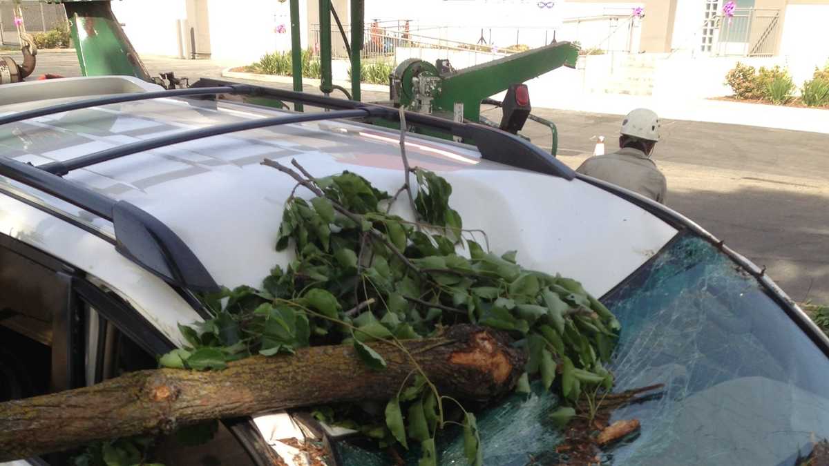 Photos: Tree branch crashes onto Sacramento parked cars