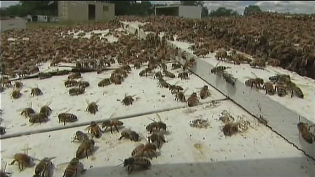 Bees already sought for next season