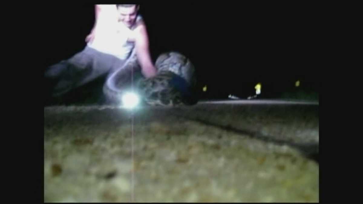 Caught on camera: Florida man wrestles with massive python