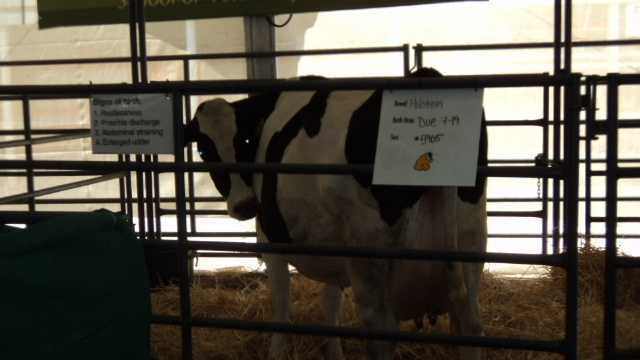 Photos: Animals of the State Fair get friendly