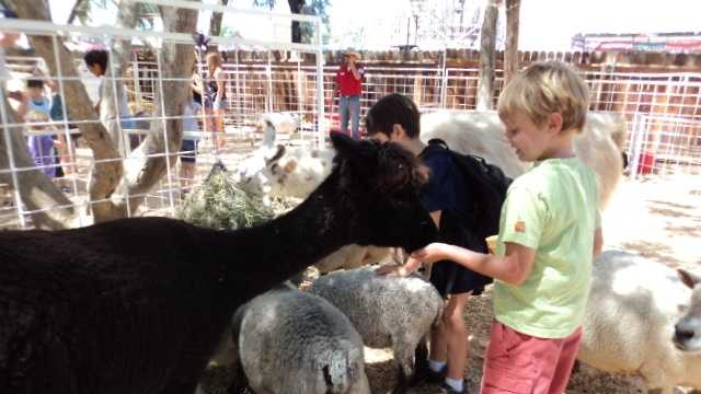 Photos: Animals of the State Fair get friendly