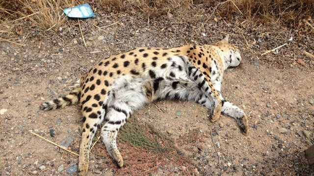 Photos: Alarmingly large cat found dead near Roseville roadway