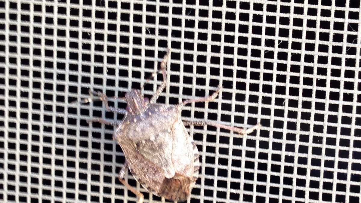New stink bug infestation found, more spots under investigation