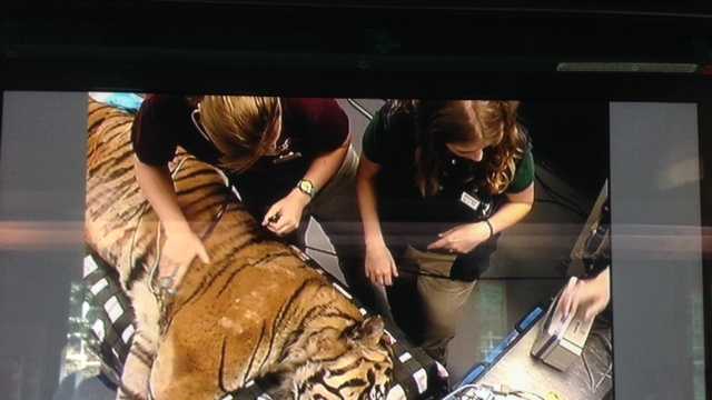 Photos: Castro the tiger gets checkups during surgery
