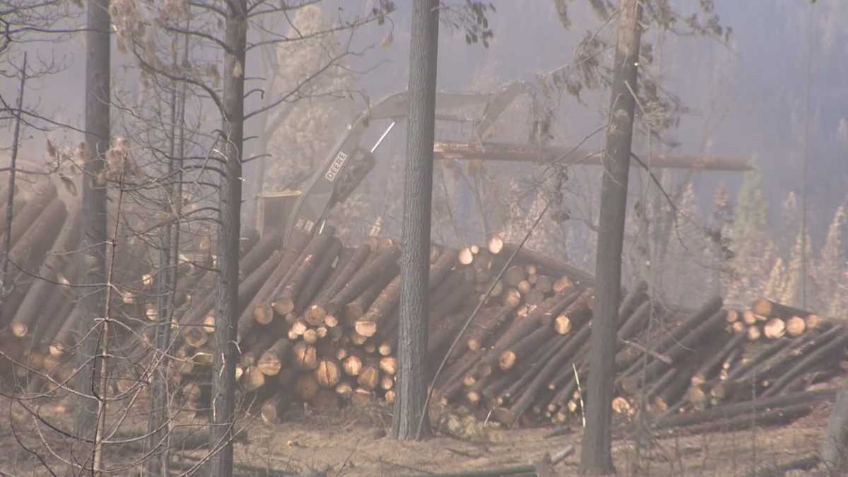 Timber salvaging underway in burned forests