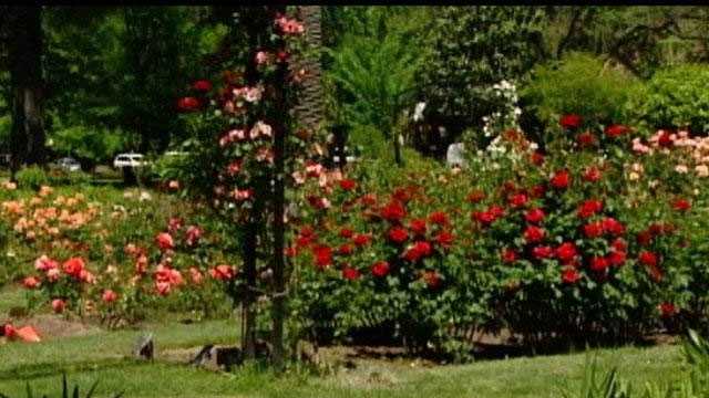 18 Northern California spring activities you need to do