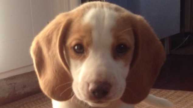 Meet Charlie the beagle