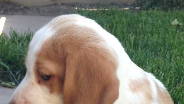 Meet Charlie the beagle