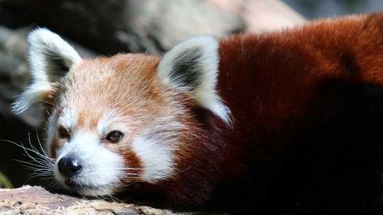 Sacramento zoo wants yard waste to feed animals