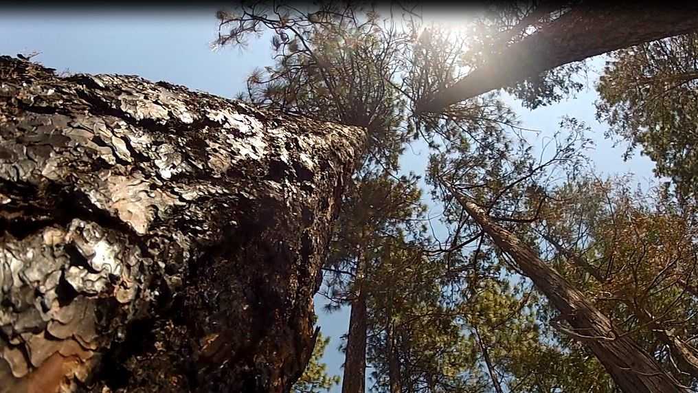 1 year after Rim Fire, recovery has barely begun