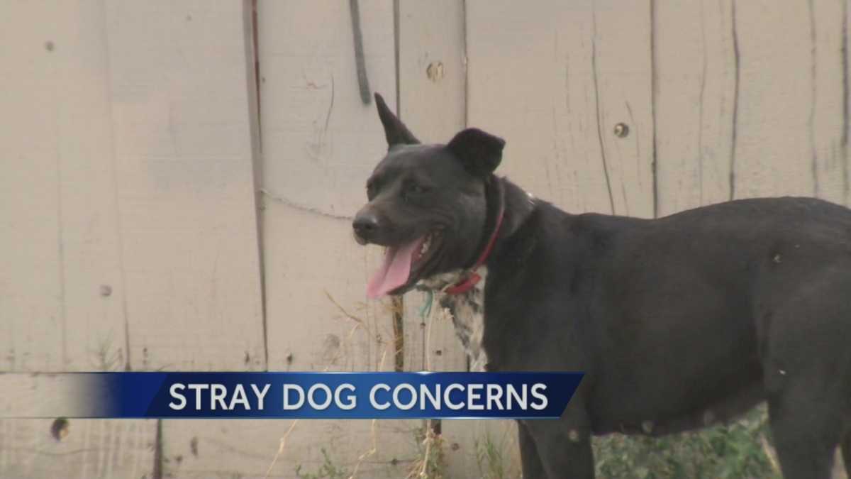 Aggressive dogs an ongoing problem in Modesto