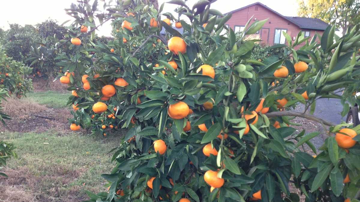 Mandarin harvest returns to Placer County weeks early
