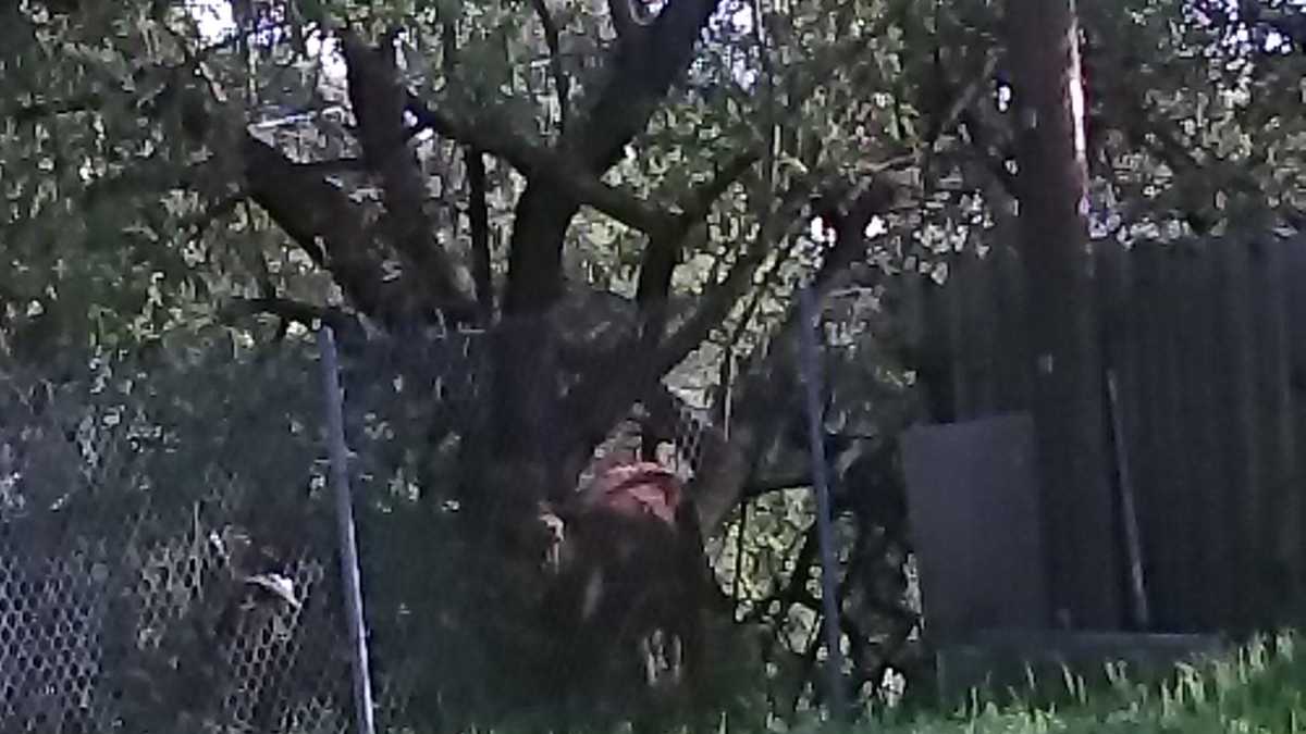 Rogue cow surprises South Sacramento neighbors