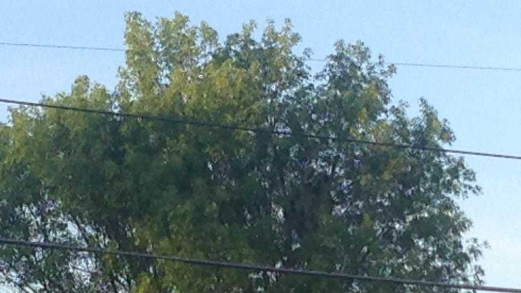 Photos: Bear stuck in Tracy tree attracts crowd