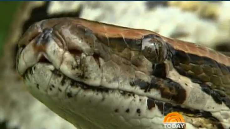Video: Pythons take over Florida Everglades