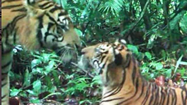 Rare tiger encounter caught on camera