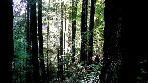 Explore the outdoors: Discover these 26 NorCal trails