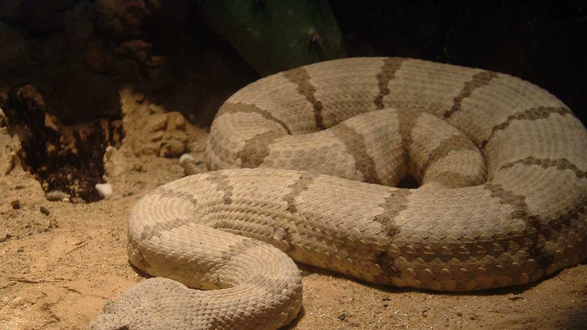 10 ways to protect your kids, pets from rattlesnakes