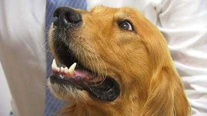 Golden retriever found burned making 'remarkable' recovery
