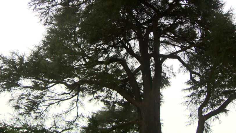 High-speed rail's tree-planting plan slow to start