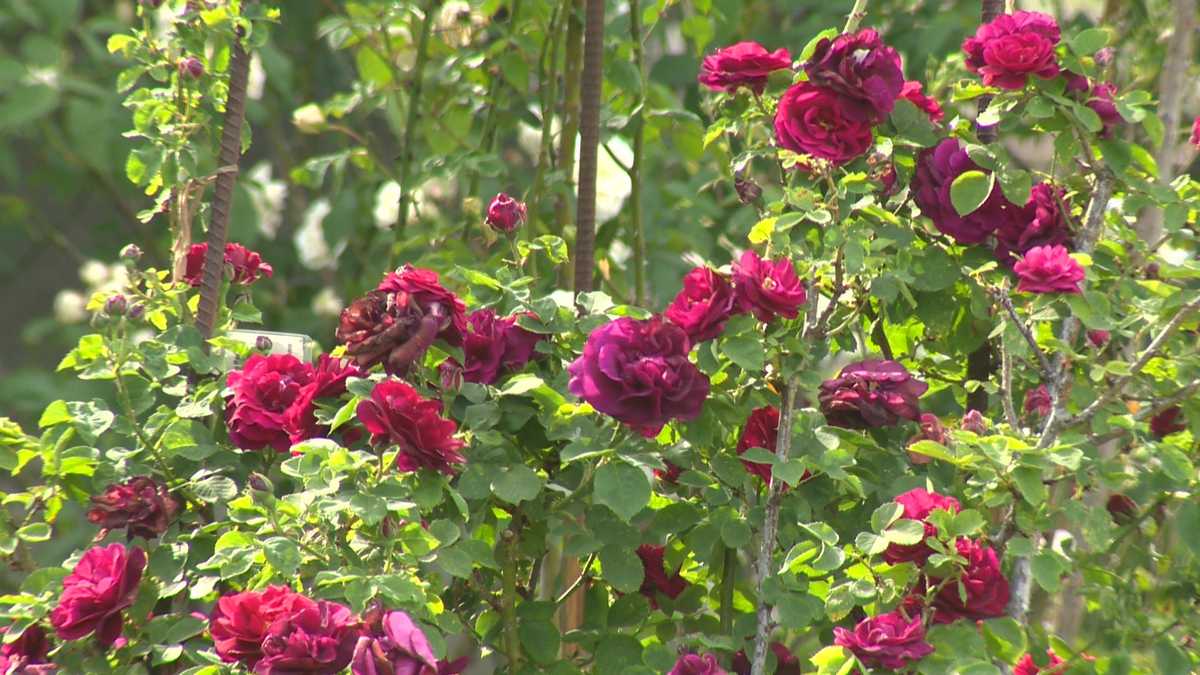 Roses add color to historic Sacramento cemetery