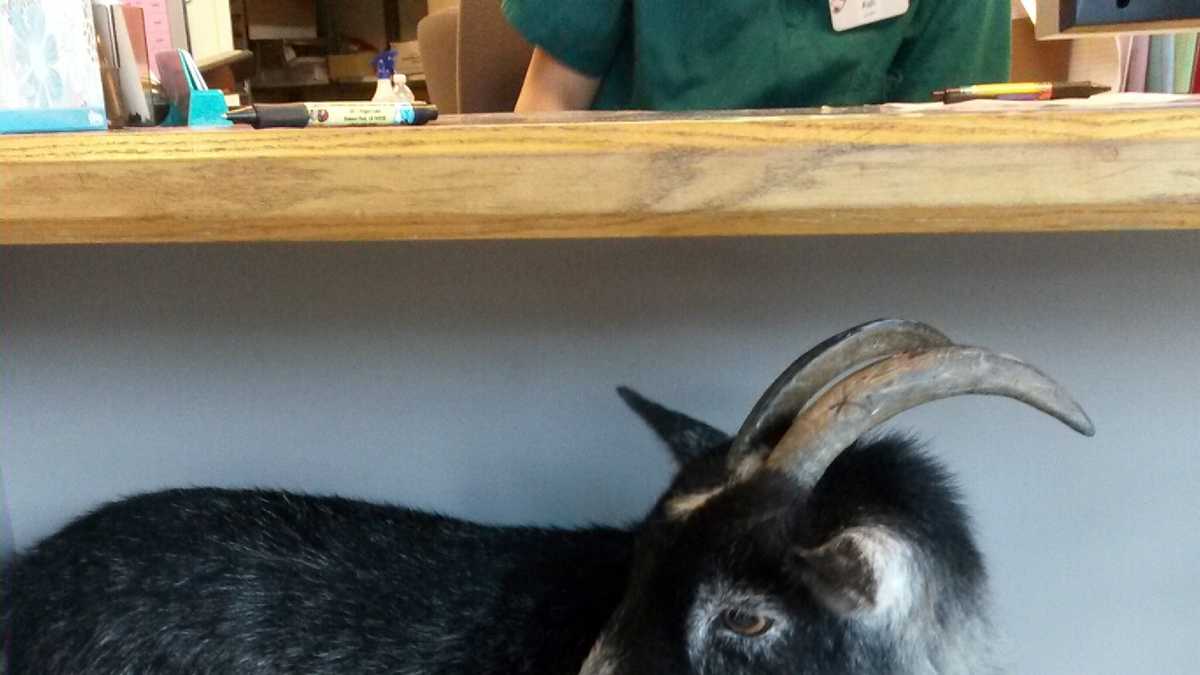 Coffee-loving goat goes on NorCal Starbucks run
