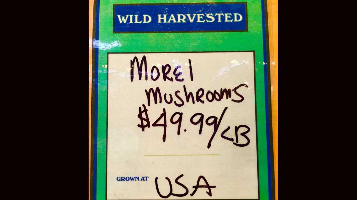 Photos: From NorCal wildfires' ashes sprouts morel mushrooms