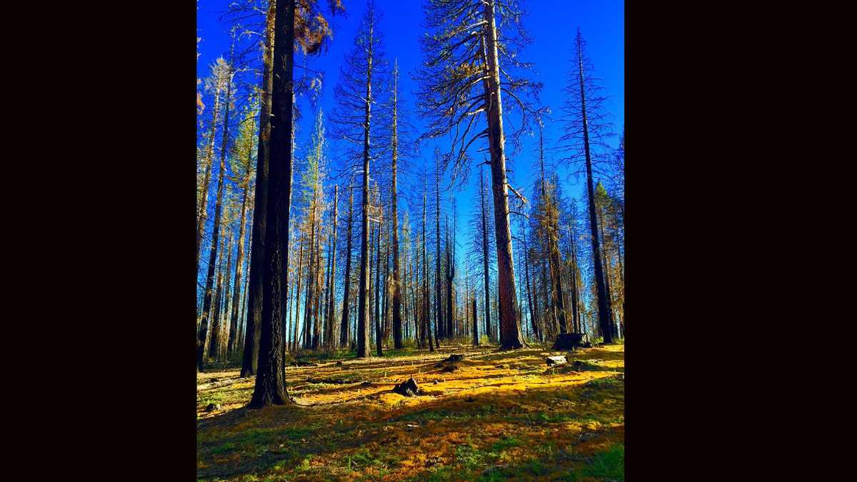 Photos: From NorCal wildfires' ashes sprouts morel mushrooms