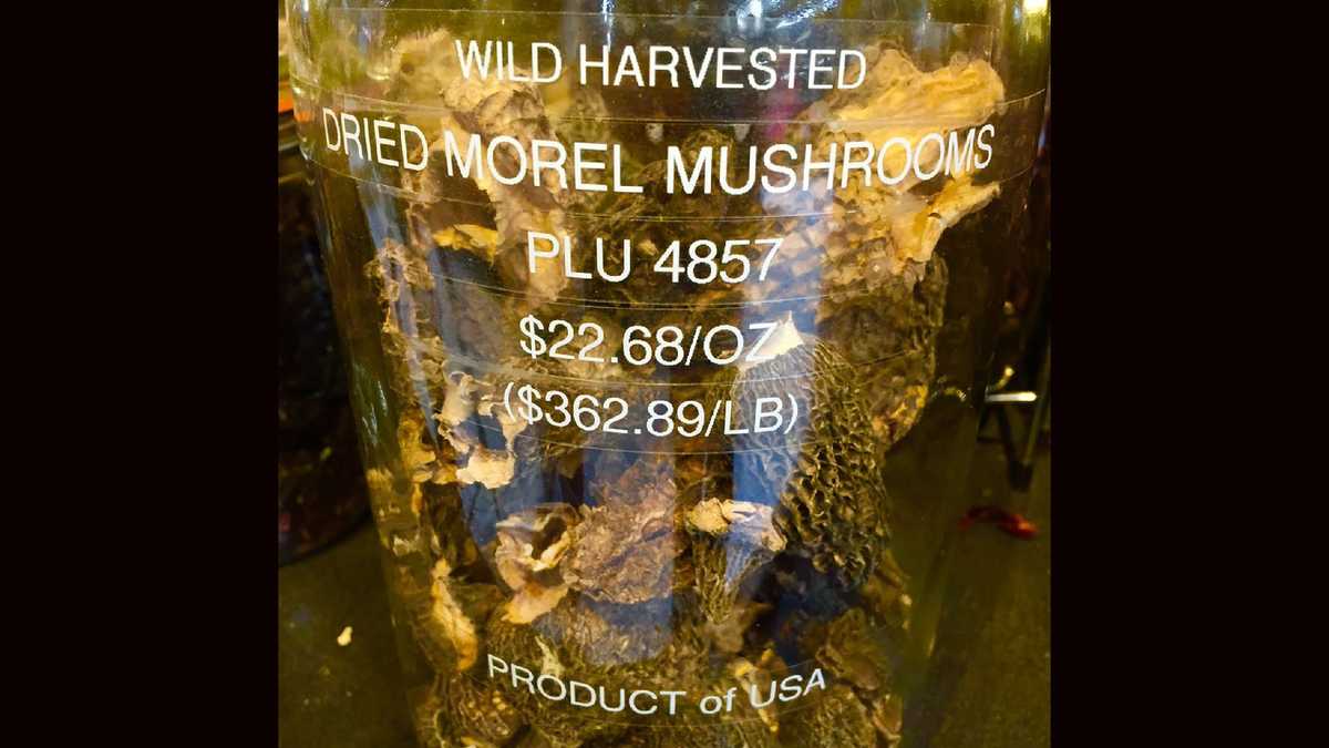 Photos: From NorCal wildfires' ashes sprouts morel mushrooms