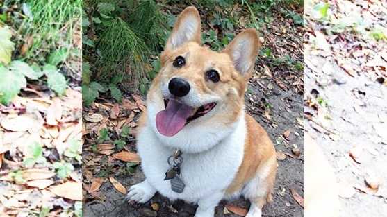 CA's first dog, Sutter Brown, in critical condition