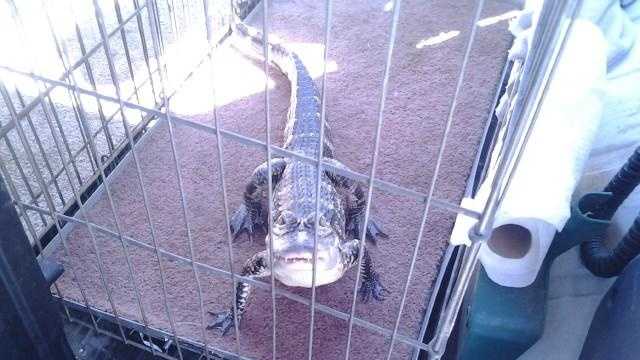 Alligator, boa constrictor found in Fremont homes