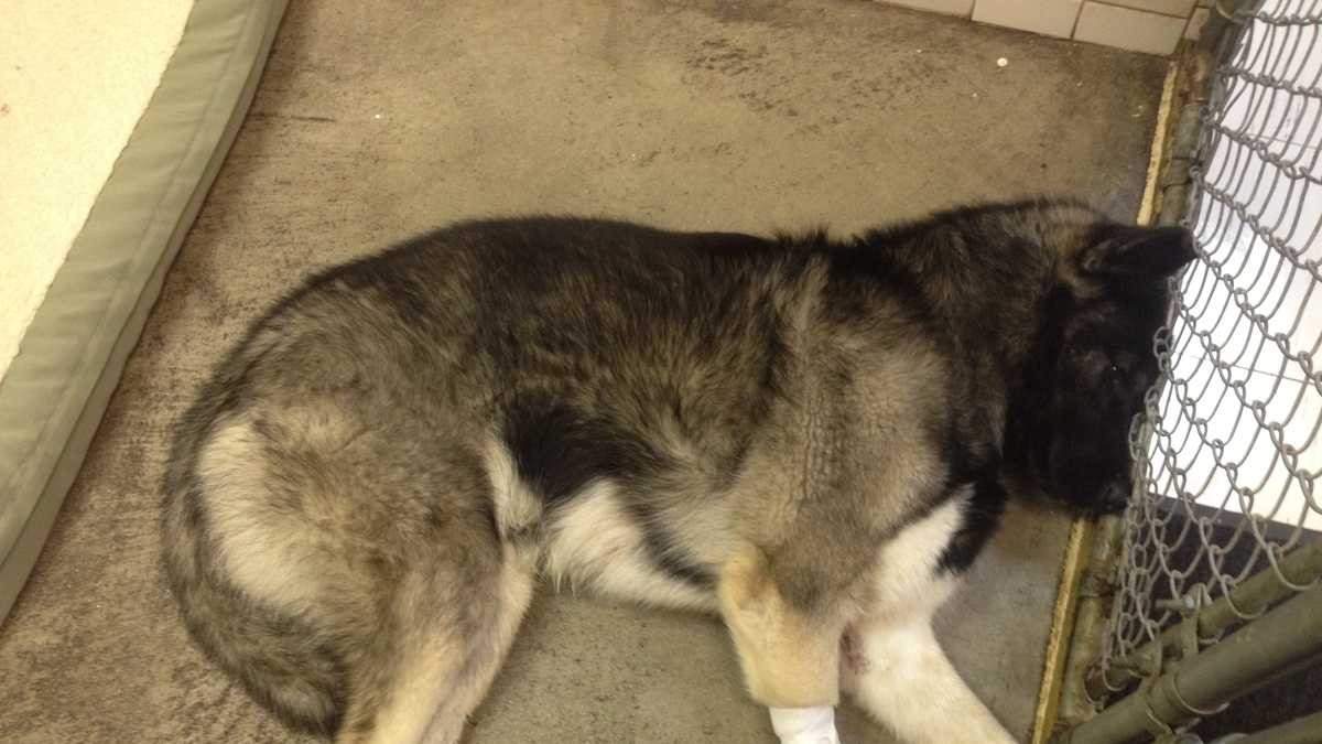 Dog shot during home invasion