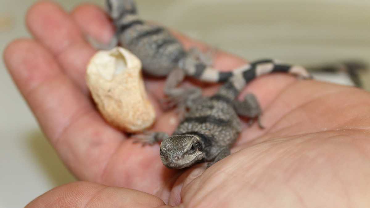New chuckwallas on display at Omaha zoo
