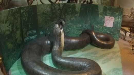 World's largest snake replica slithers to Lincoln