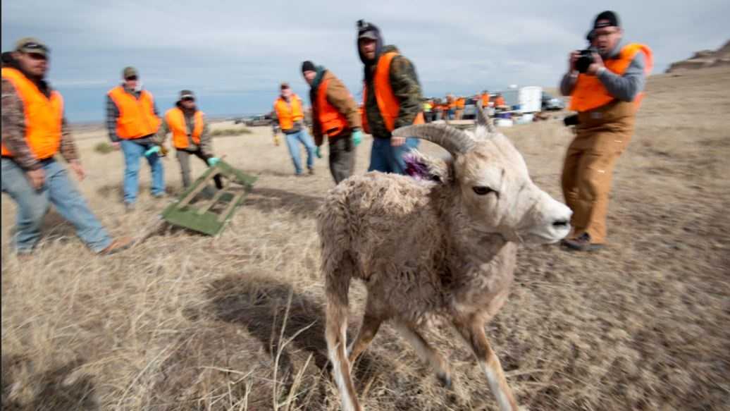 Tracking system monitors bighorn sheep, elk