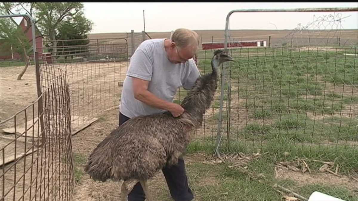 Escaped emu shot, killed