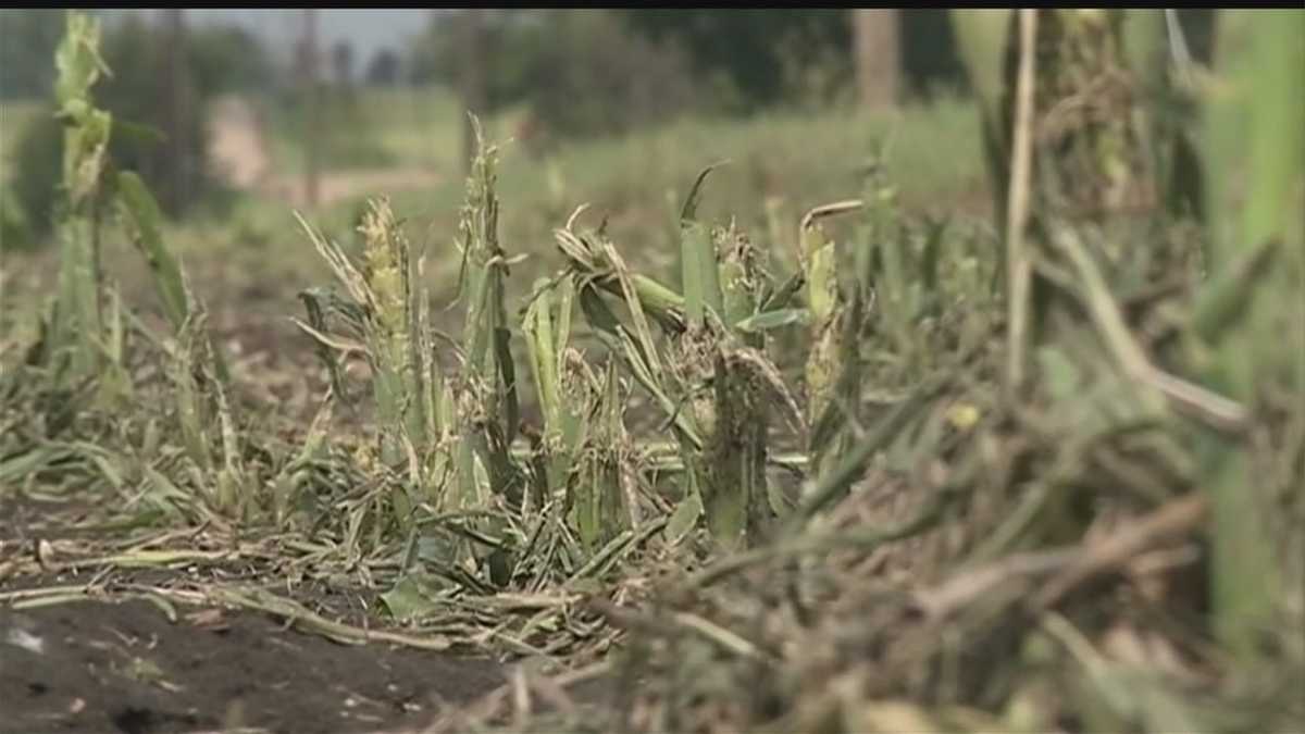 Farmers await word on crop damage from storm