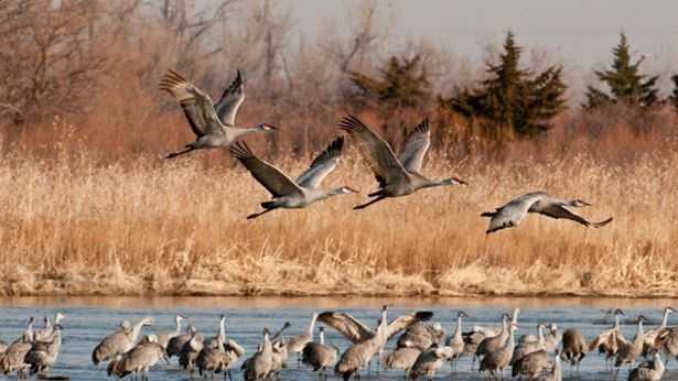 Nebraska bird sanctuary expands