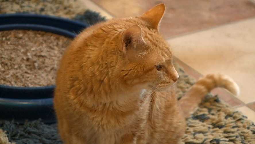 Paws R Us shelter nothing short of pet paradise