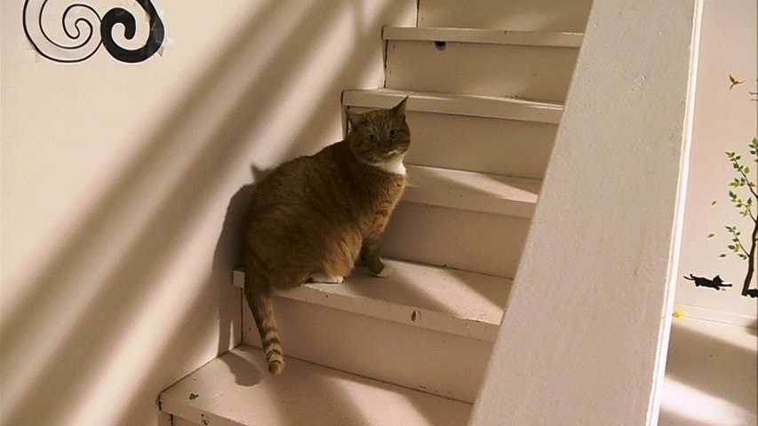 Photos: Inside the Paws R Us cat shelter