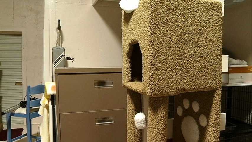 Photos: Inside the Paws R Us cat shelter