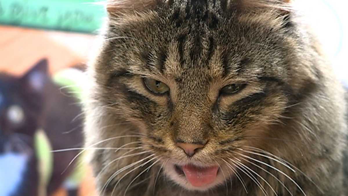 Photos: Zorro the Cat