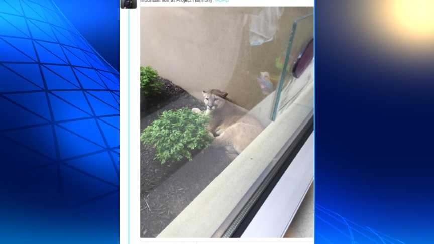 Mountain lion shot, killed outside metro office Wednesday