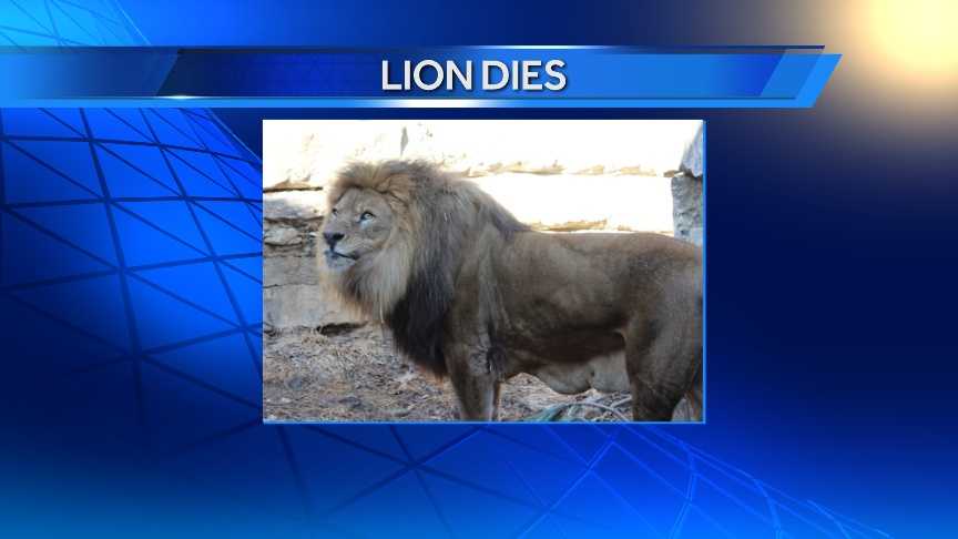 Zoo staff saddened by loss of lion